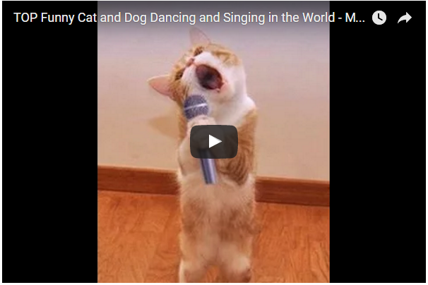 Singing Cats and Dogs | Aljan