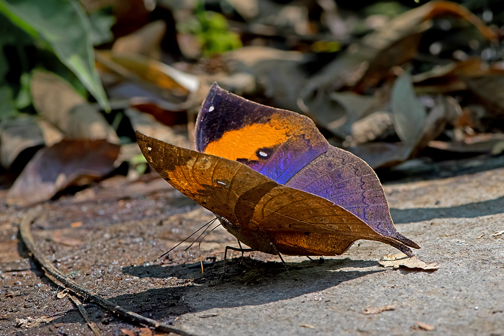 Thailand Nymphalidae Gallery 2 | BugsAlive