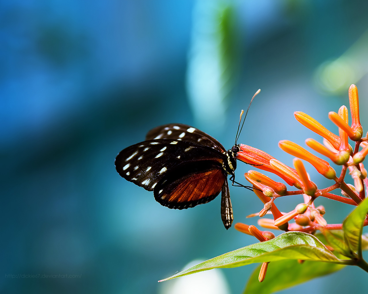 Butterfly - HD Wallpapers | Earth Blog
