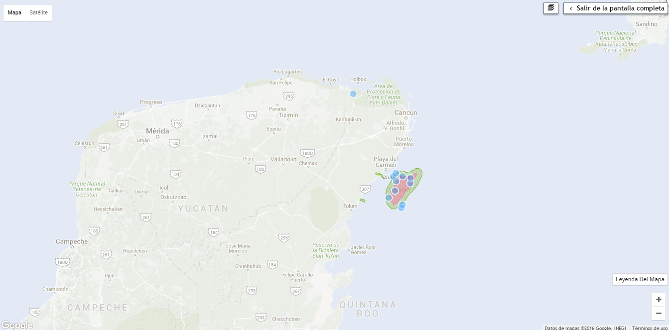 🐾 MAPACHE 🐾: Mapache de Cozumel (Procyon pygmaeus)