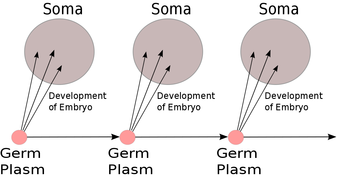 Tarımsal Destek: Germ-Plasm Teorisi