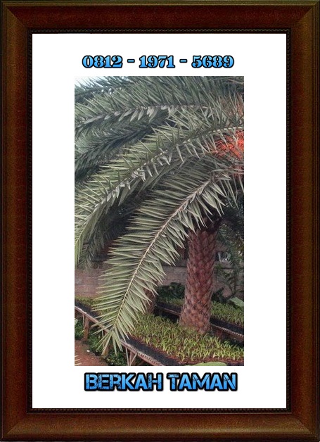 Mengenal Pohon kenari silver ( robusta - silver phoenix silvertris ...