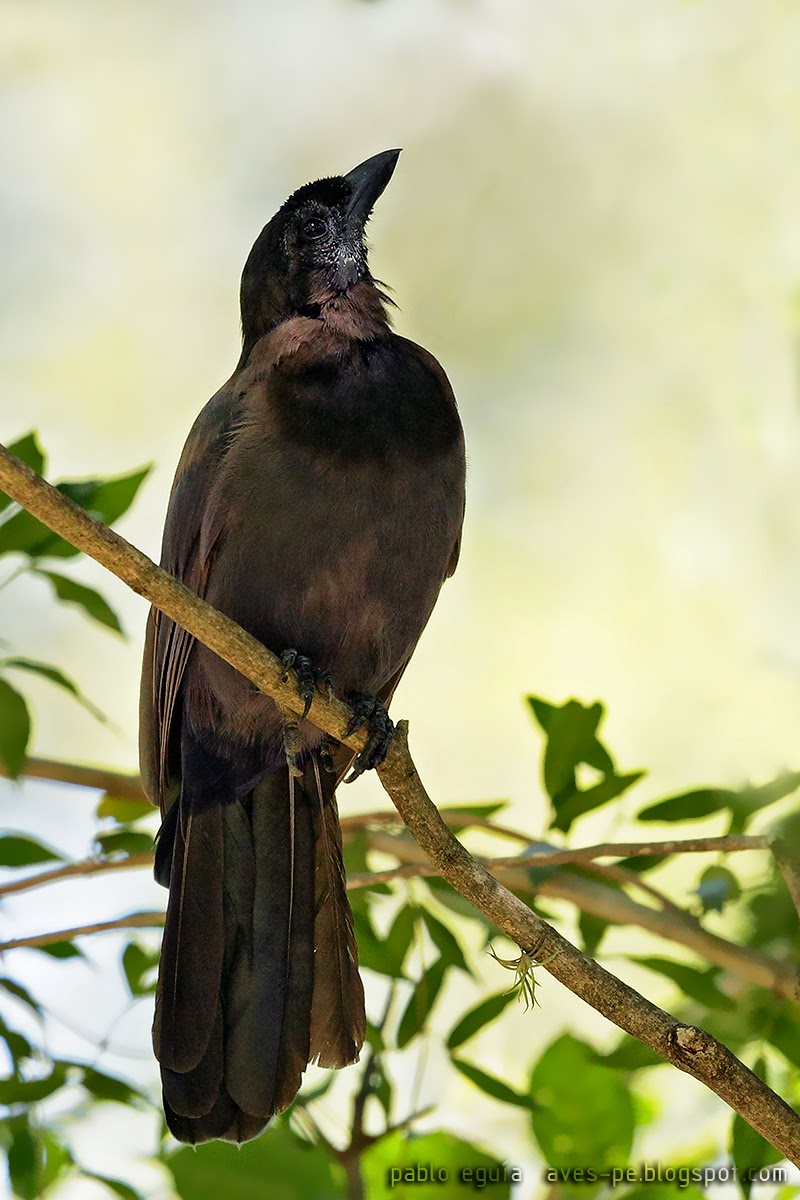mis fotos de aves: Cyanocorax cyanomelas Urraca Morada Purplish Jay