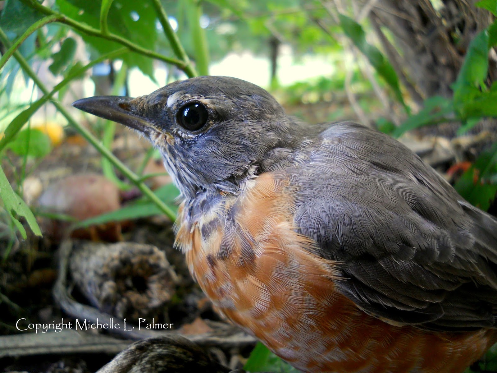 Michelle Palmer: Injured Robin~
