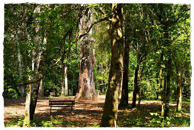 Un paseo,una foto: Souto da Retorta - Eucaliptal de Chavín. Viveiro (Lugo)
