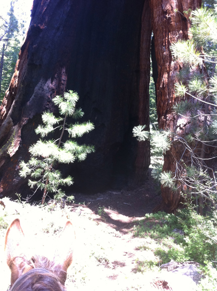 MuleTrail: Seeking The George Bush Tree 7-17-11