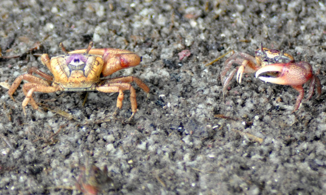 Magnum Arts: Island In The Stream - Three Rookers