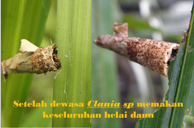 PANDUAN PENGENDALIAN ORGANISME PENGGANGGU TANAMAN (OPT) KELAPA SAWIT ...
