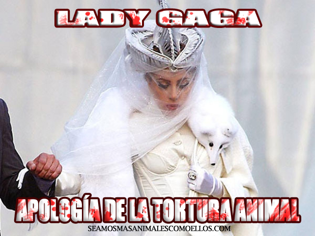 Lady Gaga y su apología de la tortura animal - Seamos Mas Animales Como ...