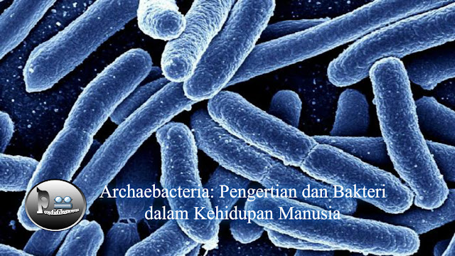 Archaebacteria: Pengertian dan Bakteri dalam Kehidupan Manusia - Asep ...