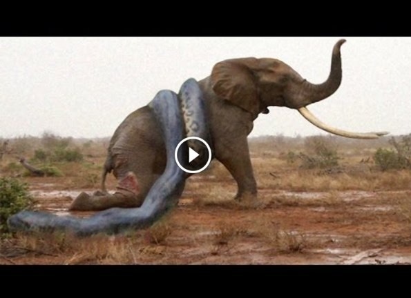 all videos: a very big snake attack on elefent kill him