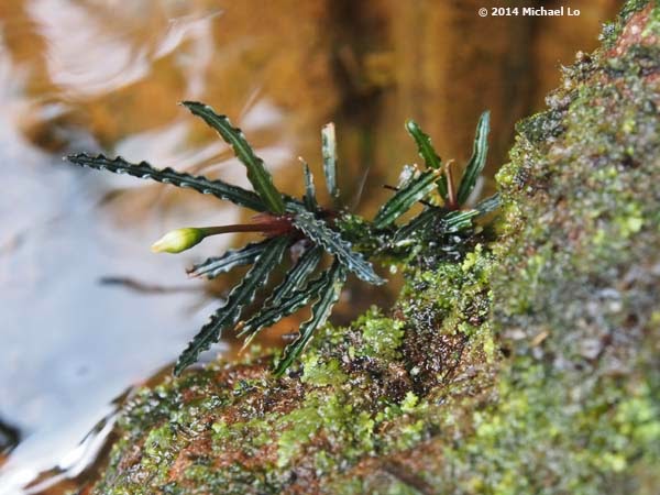 Bucephalandra belindae