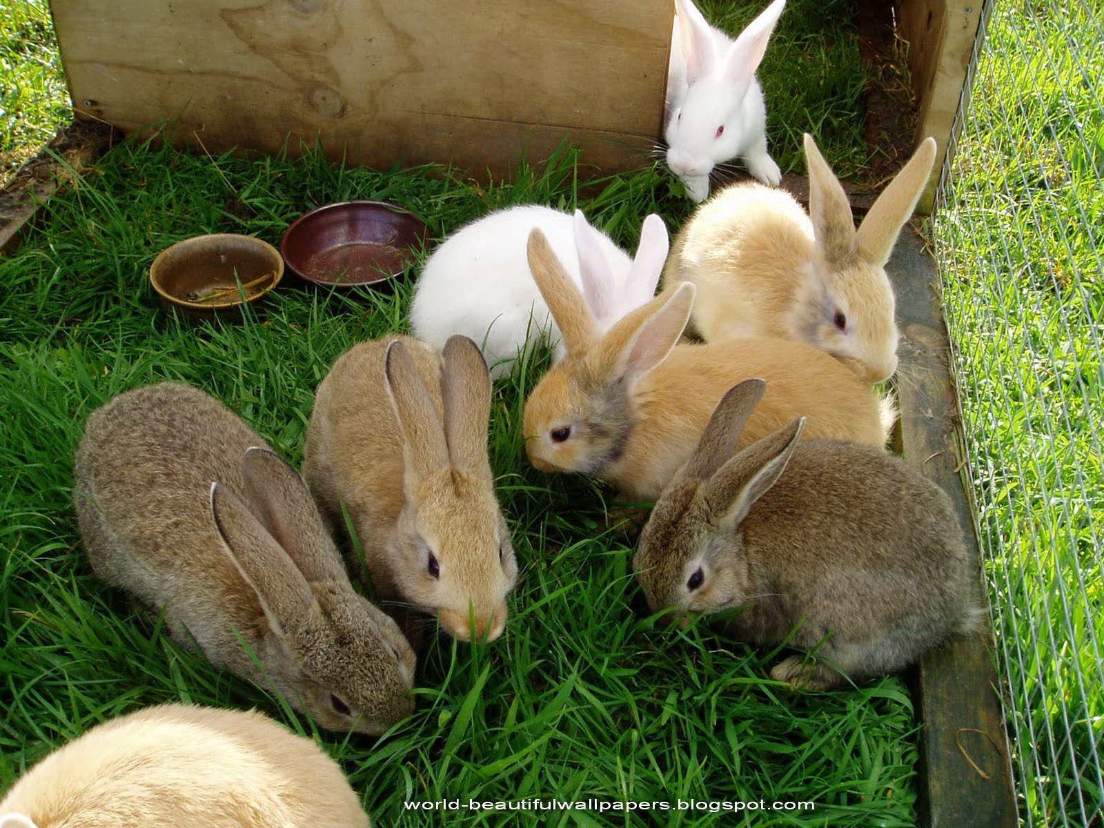 Beautiful Wallpapers: rabbits picture