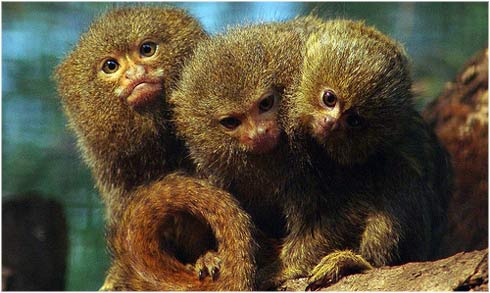 Un paseo por la zoología: El mono de bolsillo.