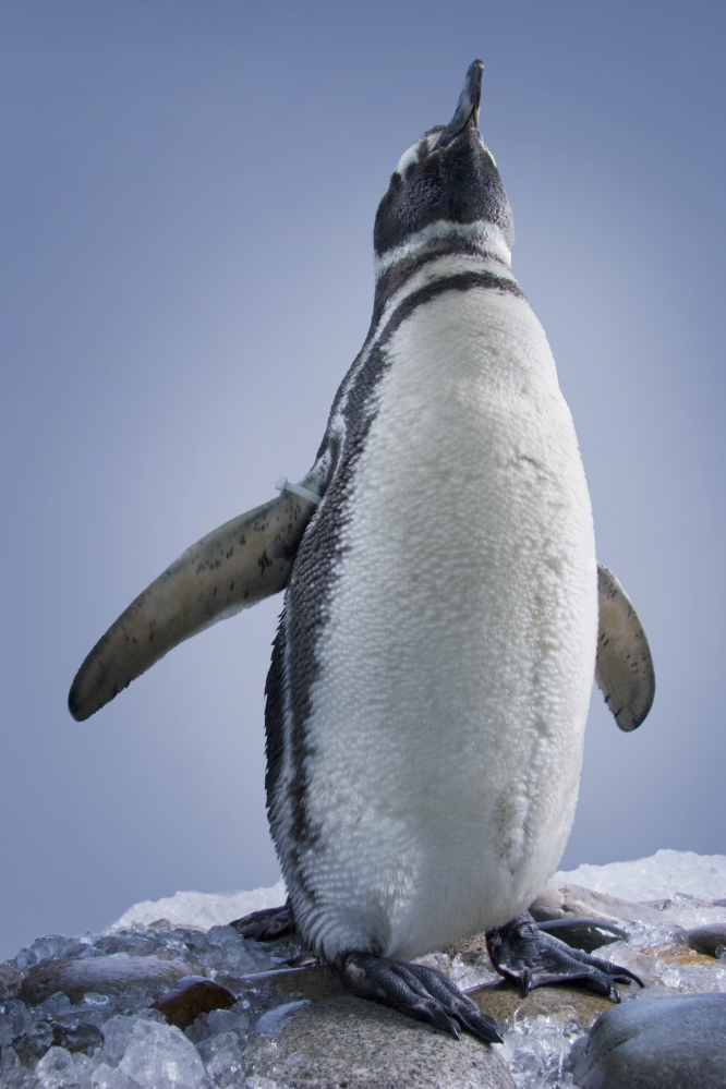 Wiinterrr's Day: Images of the Day--Aquarium of the Pacific's ...