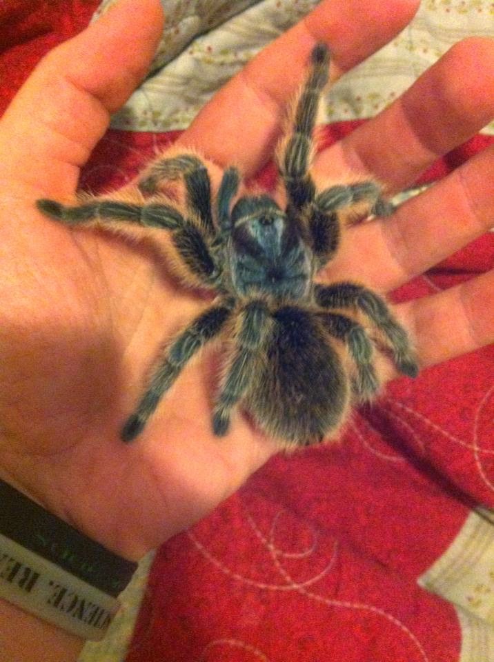 Letters From A Spider Lover: The Year of the Spider