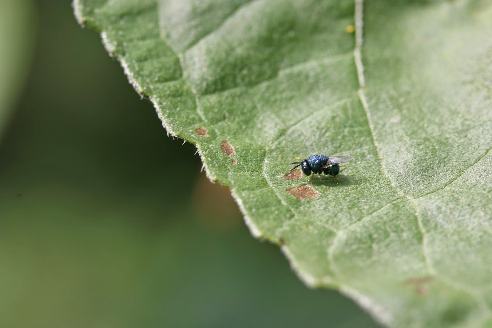 Victory Gardens for Bees: The Incredibly Tiny Hulk: Perilampid Wasps