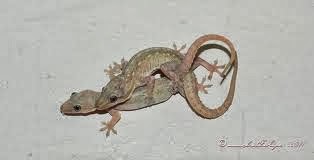 Eye on Costa Rica: Geckos of Costa Rica.....Friend, Foe or a Little of ...