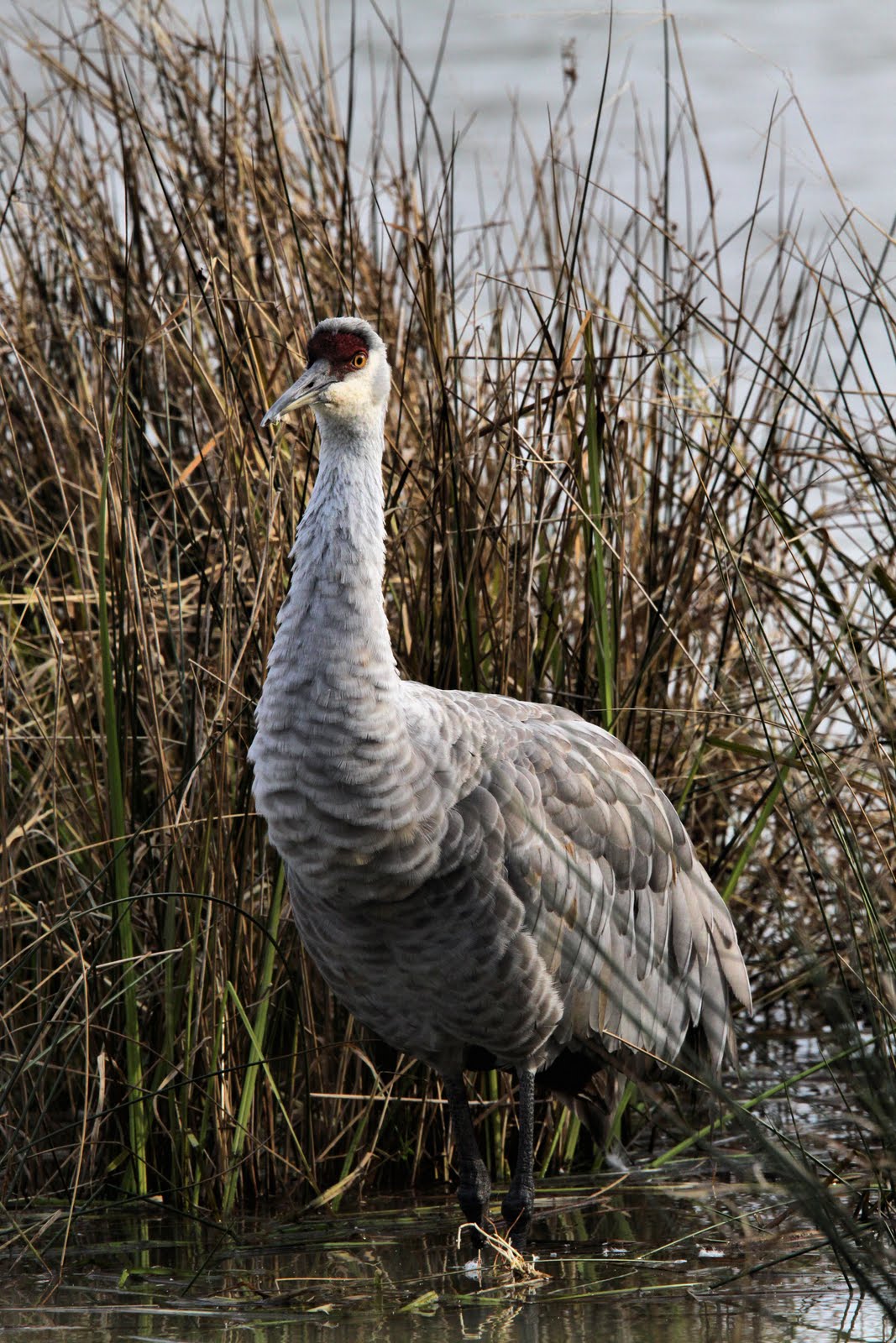 Birds from Behind : 11/01/2011 - 12/01/2011