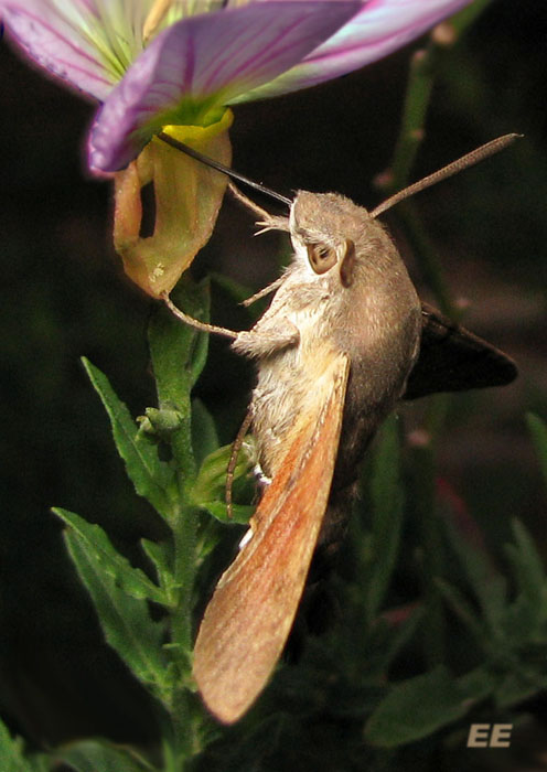 Mallorca es así también: Macroglossum stellatarum - Esfinge colibri