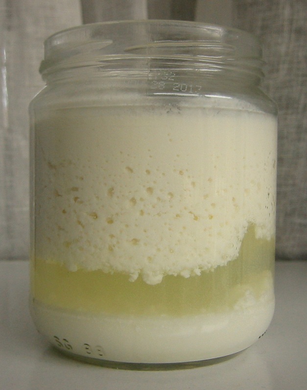 The Krafty Kow: kreating kefir