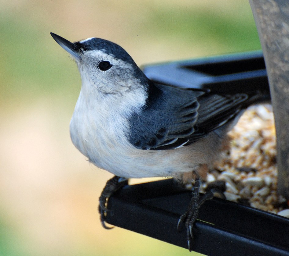 Birding Is Fun!: The Society of Nuthatches