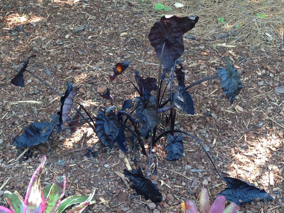 Goth Gardening ^o^: ...World Dracula Day, the black bat flower, and ...