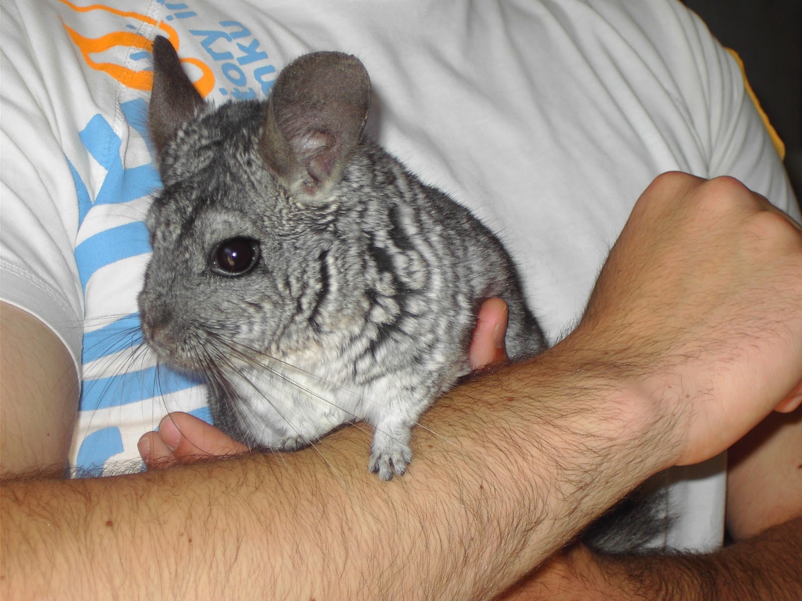 Divulgando: A nossa Chinchila...