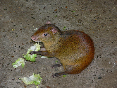 Agouti Animals | Amazing Facts & Latest Pictures | The Wildlife