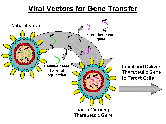 Transfer of genes, pro's and con's