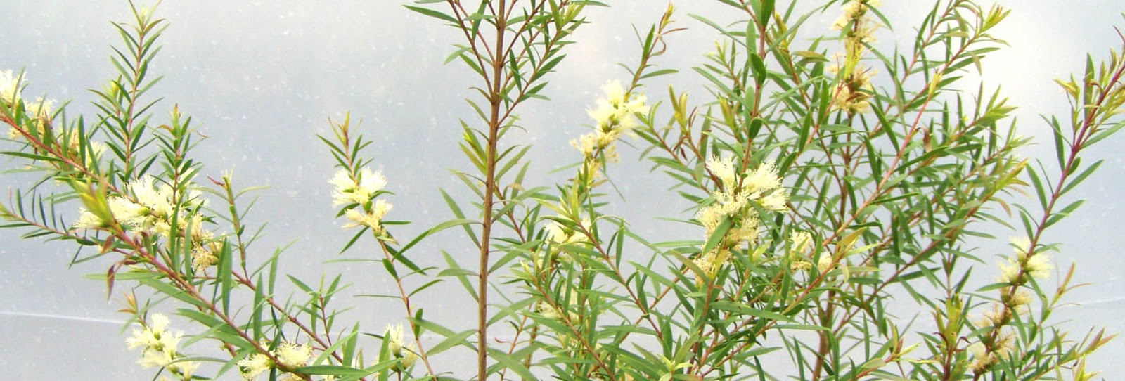 DESPERTANDO A UN NUEVO MUNDO: EL TEA TREE