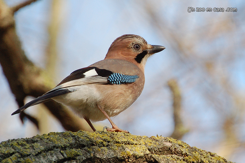 Birding Catalunya: Gaig (Garrulus glandarius)