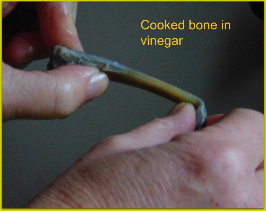 Lab Report: What happens if put bones into vinegar. - A Net in Time