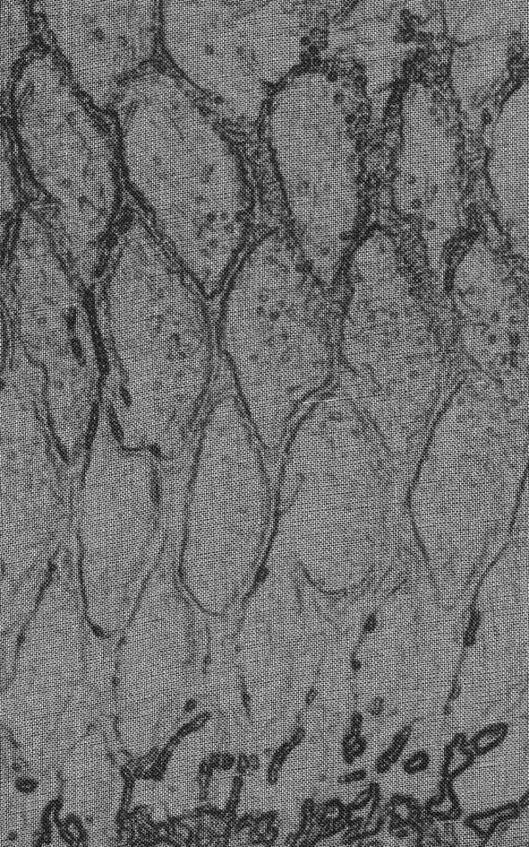 ECHOES: Roads not Taken