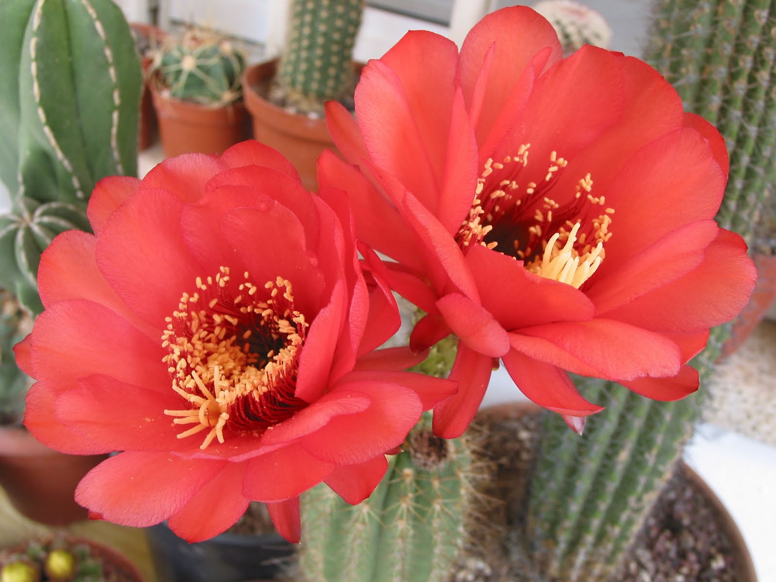 Alphecca: Gymnocalycium horstii, Astrophytum ornatum e Trichocereus red ...
