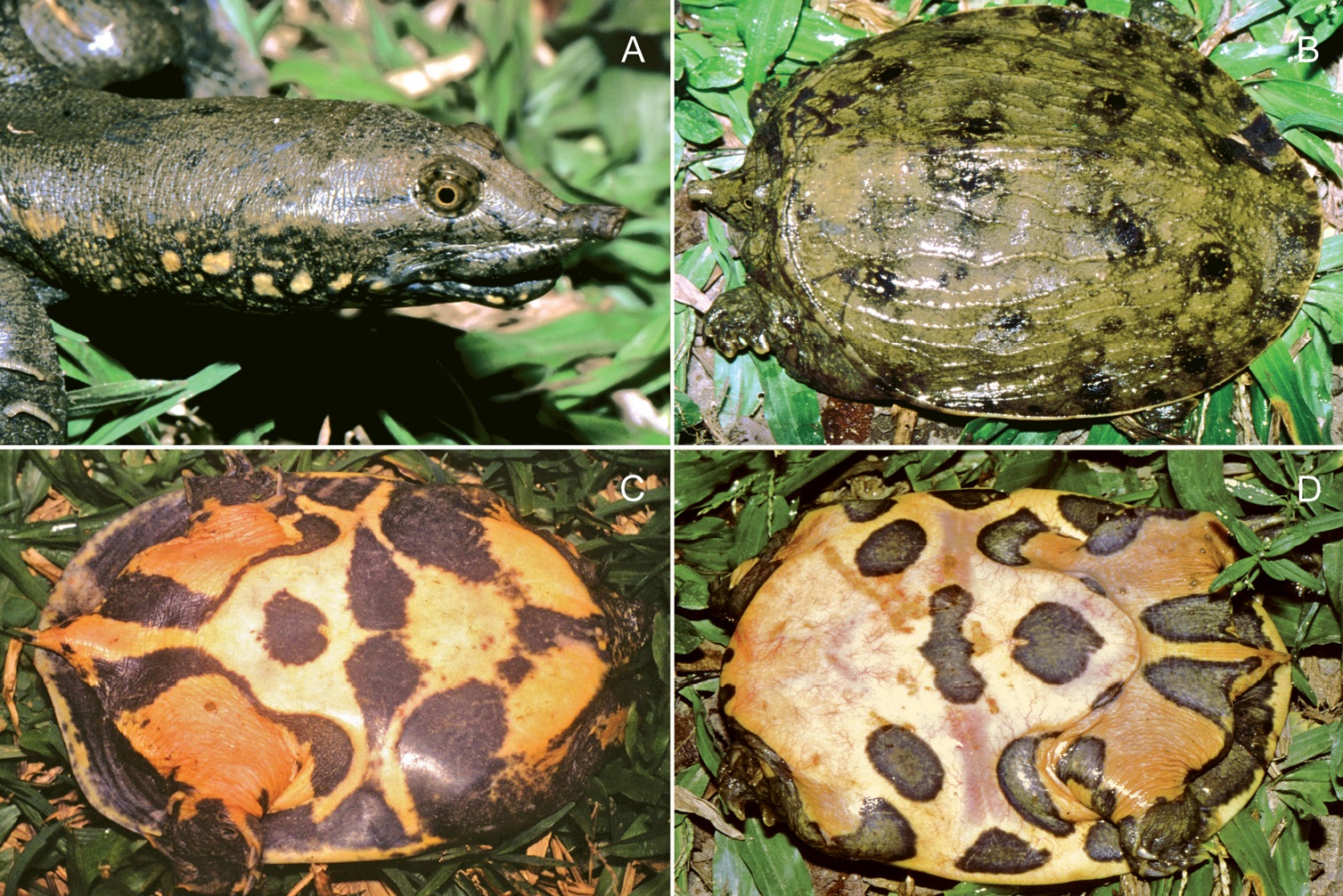 Species New to Science: [Herpetology • 2019] Pelodiscus variegatus • A ...