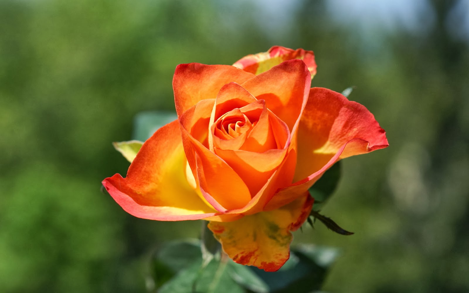 Orange Rose Flowers Wallpapers | Beautiful Flowers Wallpapers