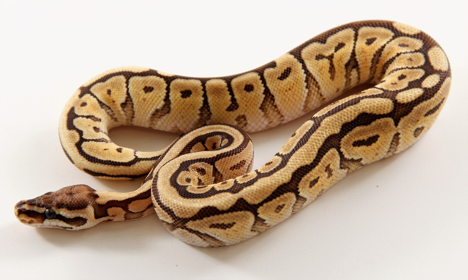 Emanuel Goette, alias Crespo: Programación Orientada a Objetos en Python, parte 3