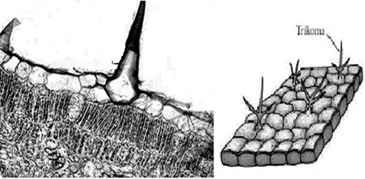 Gambar Trikoma Pada Tumbuhan - Perumperindo.co.id