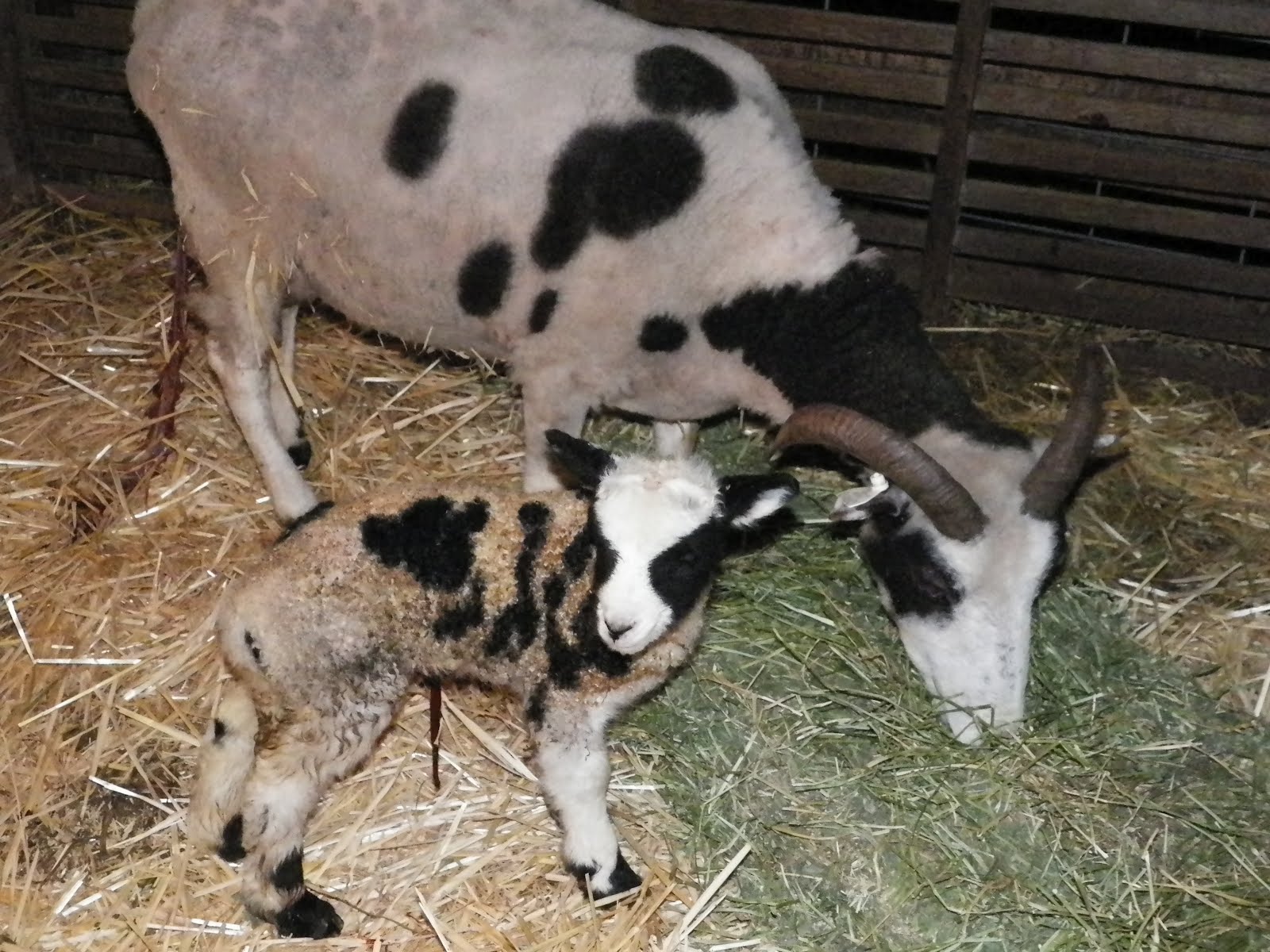 From Cedar Pond to Laughing Dove Farm : TeaTime Tuesday Postponed for ...