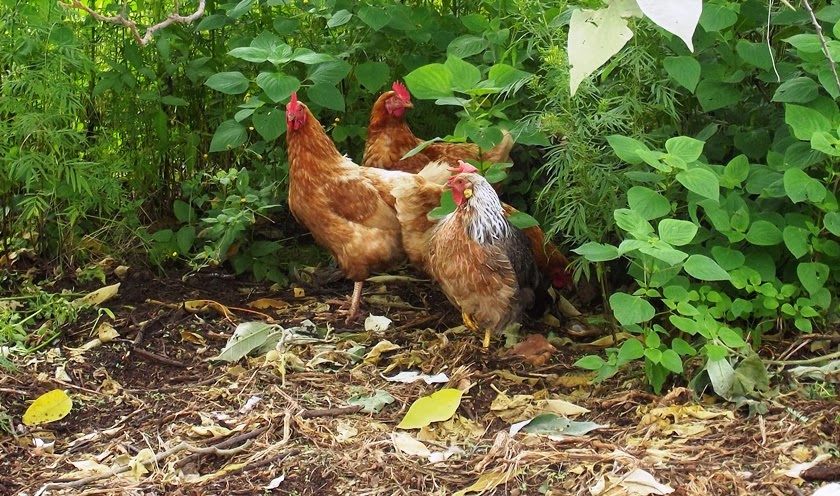 Roots 'n' Shoots: Backyard Bushveld Safari