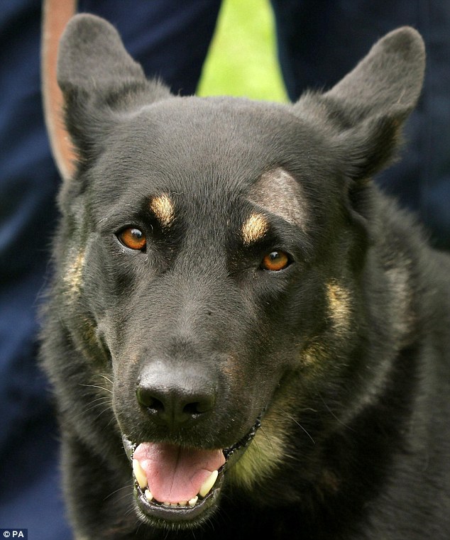 est100 一些攝影(some photos): The brave police dog 勇敢的警犬