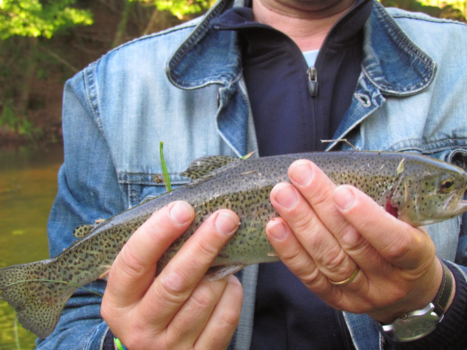 PLANTAS,ANIMALES Y PESCA: pesca de la trucha sin muerte