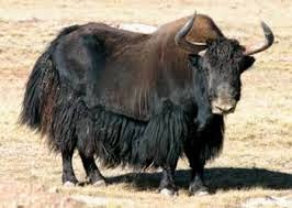 All Wildlife Photographs