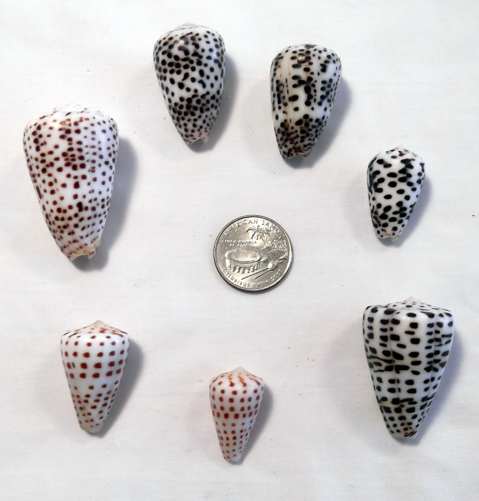 Across The Universe: Shelling in Samoa