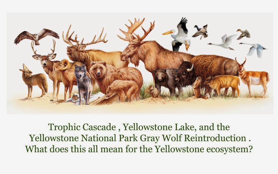 ERIPE LUPUS: YELLOWSTONE NATIONAL PARK WOLVES