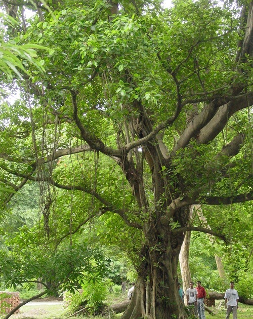 Macassar Ebony - Diospyros celebica Back