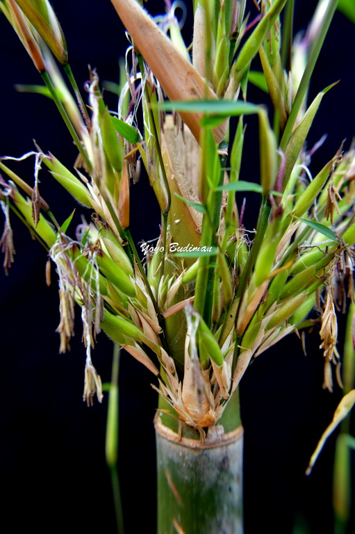 Bambu Indonesia: Bunga dan Buah Bambu