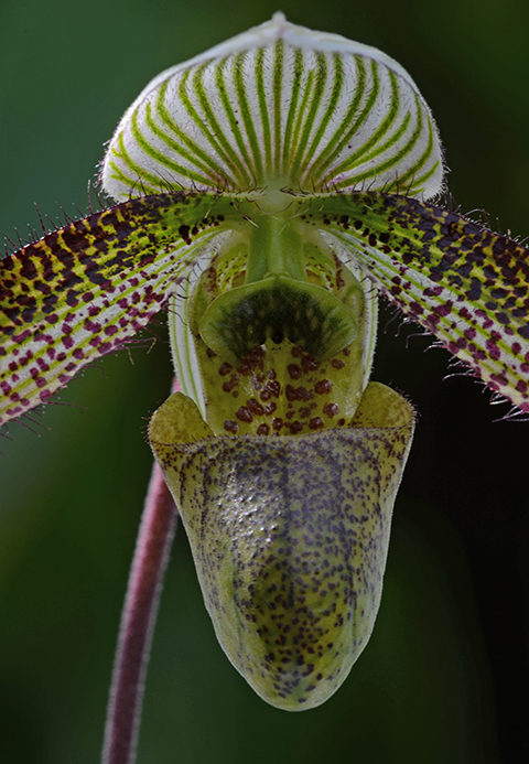 The Orchid Column: Paphiopedilum wardii