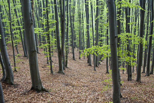 The Art of Photography: Horizontal and Vertical lines